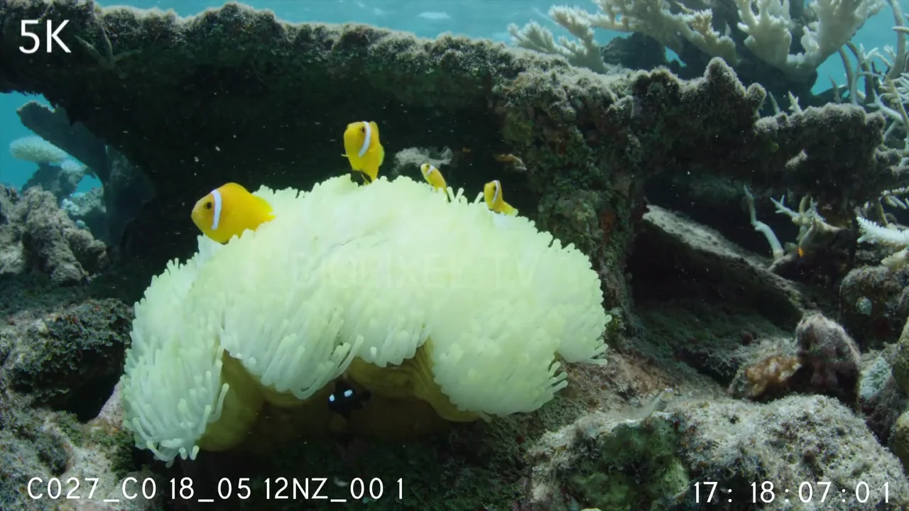 Coral Reefs - Maldives bleached sea anemones and Maldive anemonefish 5K on Vimeo
