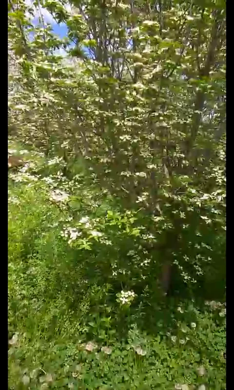 Cornus Constellation bloom on Vimeo
