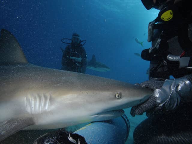 Tonic Immobility on Caribbean Reef Sharks on Vimeo