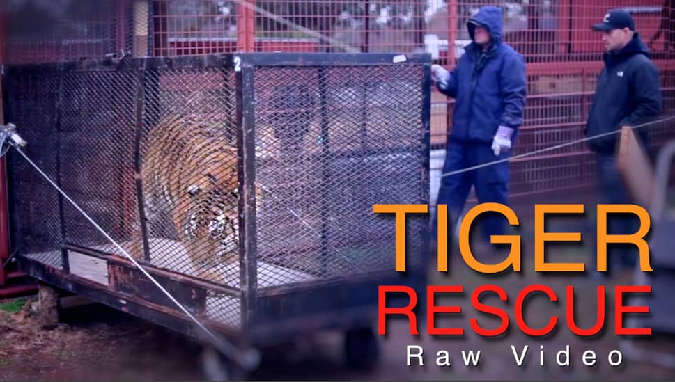 Tiger Rescue/Relocation raw video: In-Sync Exotics on Vimeo