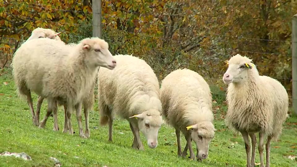 OVELLA GALEGA on Vimeo