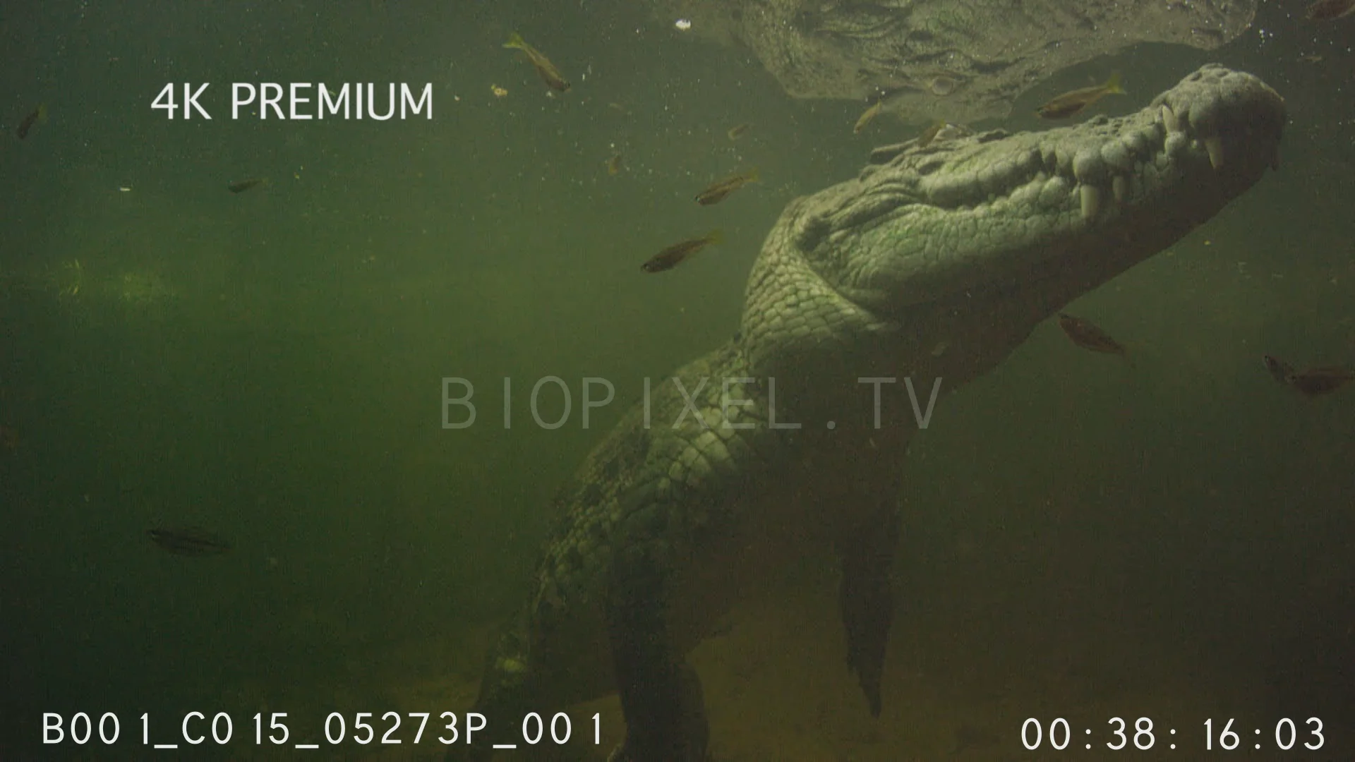 4K Crocodiles - Saltwater crocodile underwater wide shots 4K on Vimeo