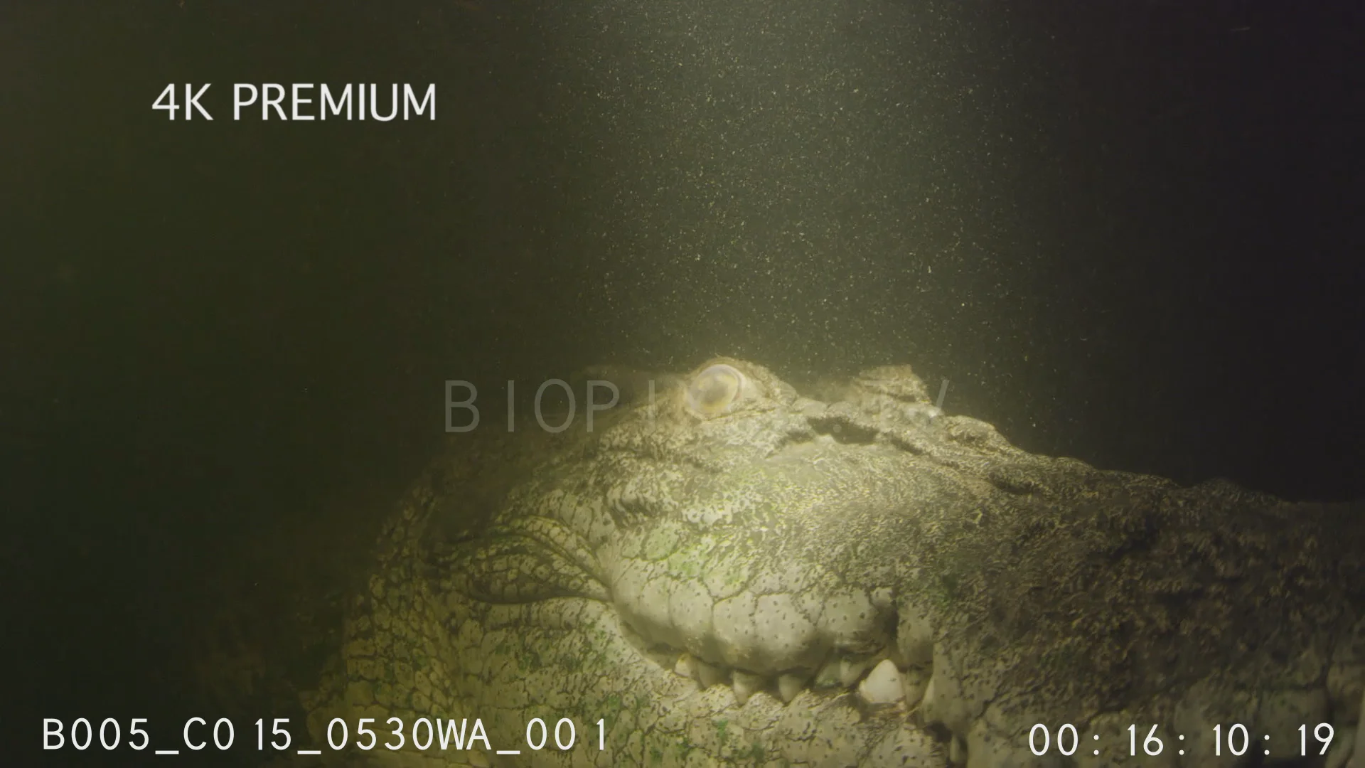Crocodile - Saltwater crocodile at night moonlight and being ...
