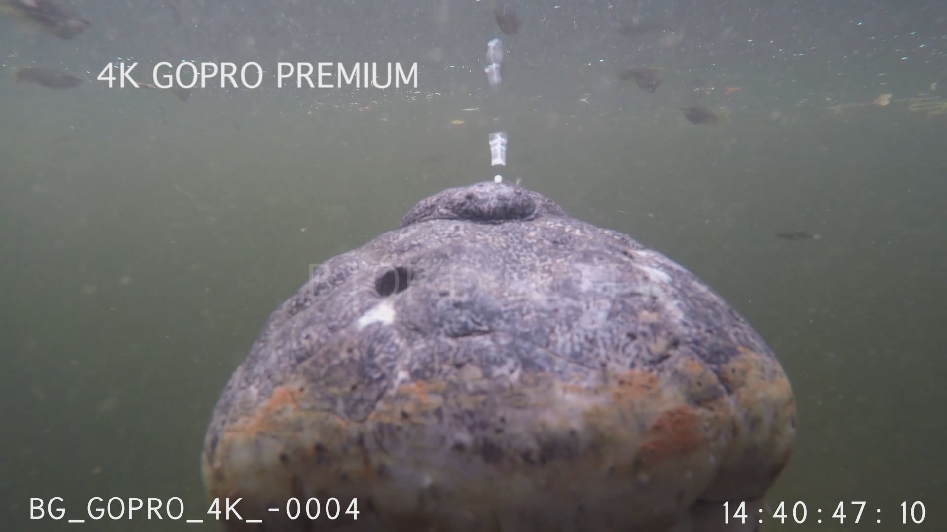 4K Crocodiles - Saltwater crocodile surfacing gopro 4K on Vimeo