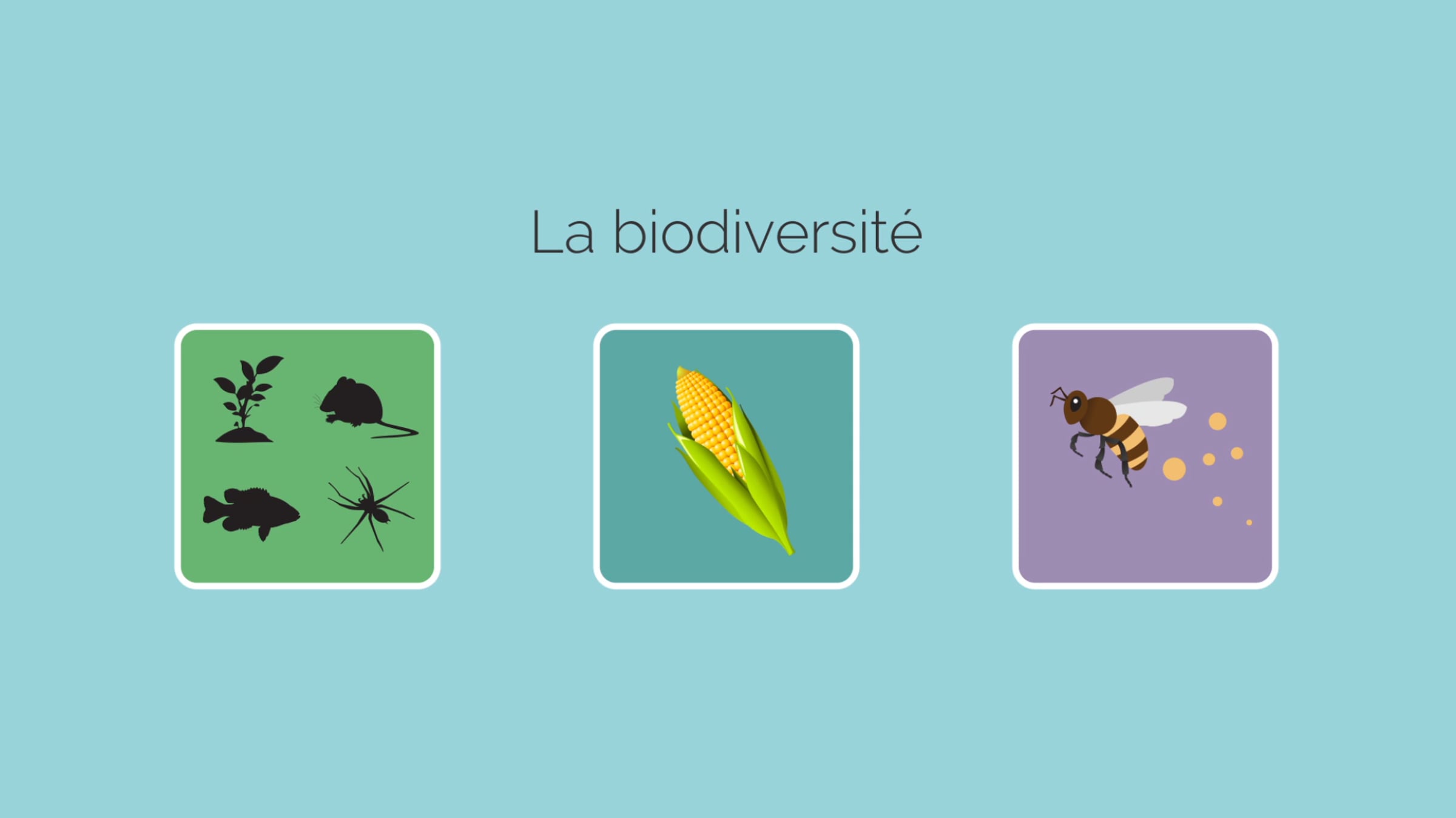 Systèmes vivants, 6e année – La biodiversité