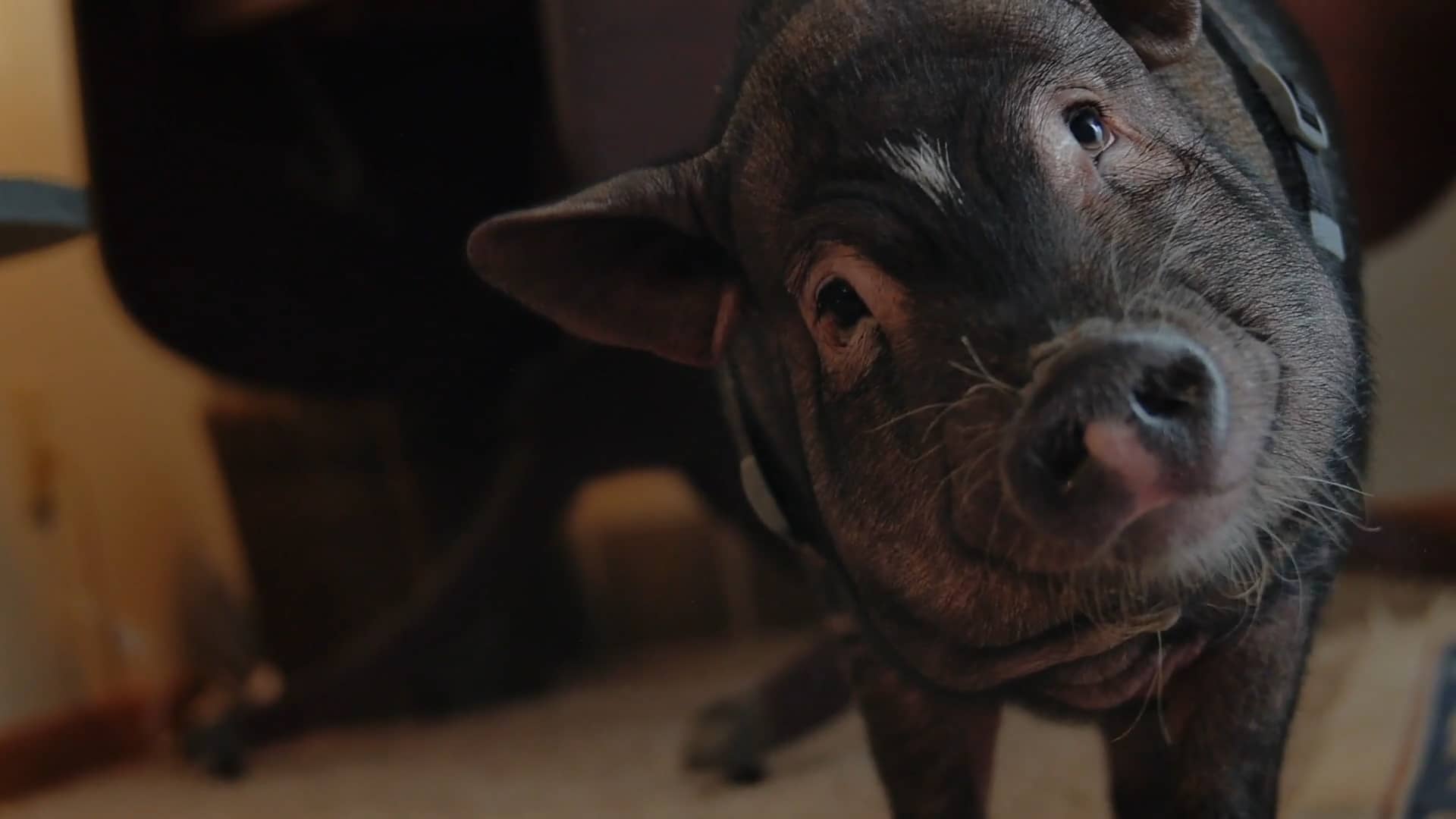 Pig on Vimeo
