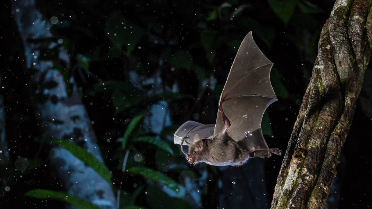 Amazon Bats on Vimeo