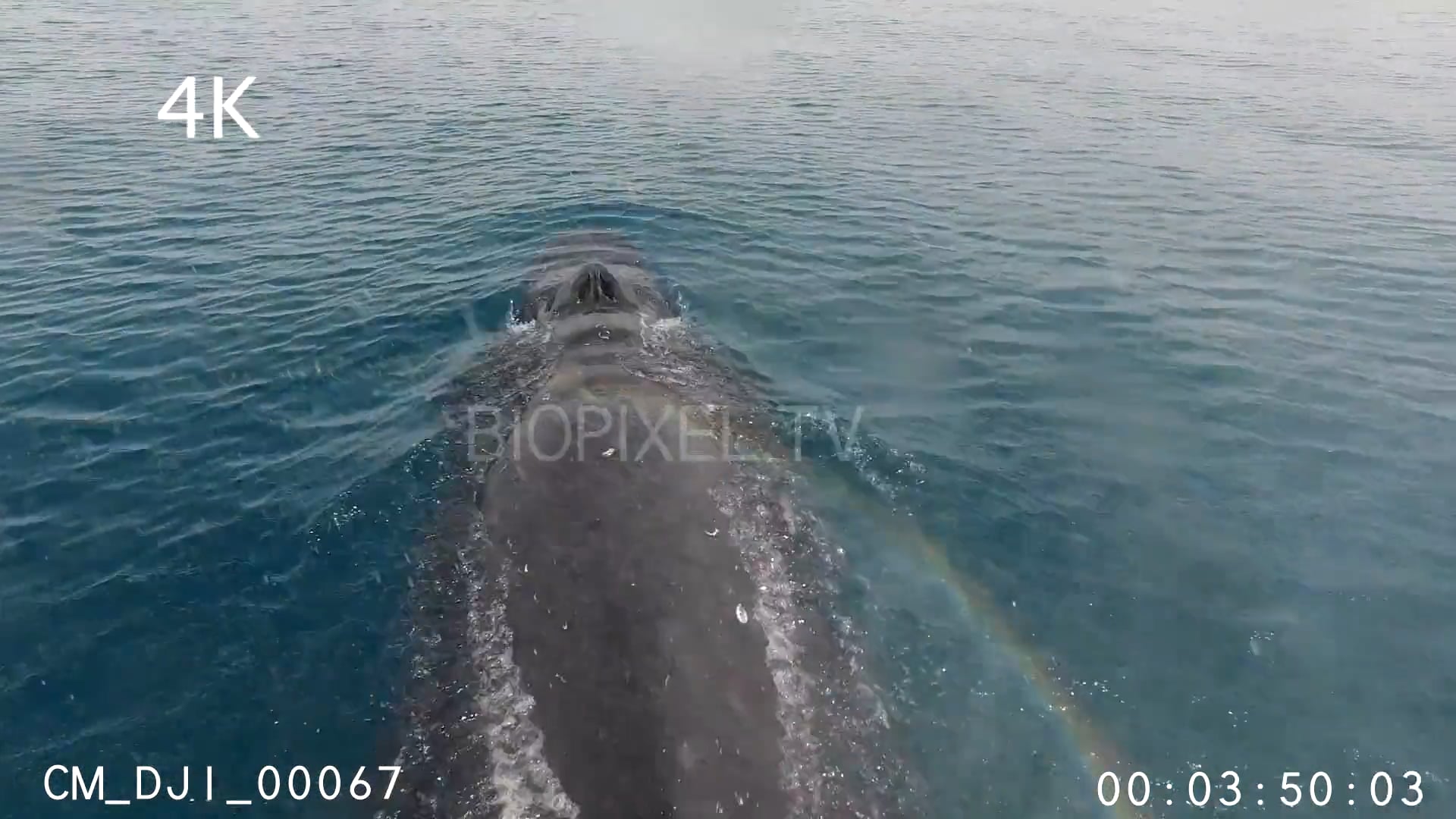 Whales Humpback Whale - Aerial - Humpback whale drone 4K on Vimeo