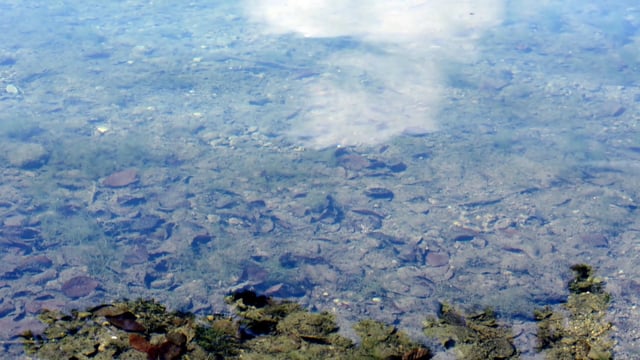 Water Reflection Surface - Free video on Pixabay