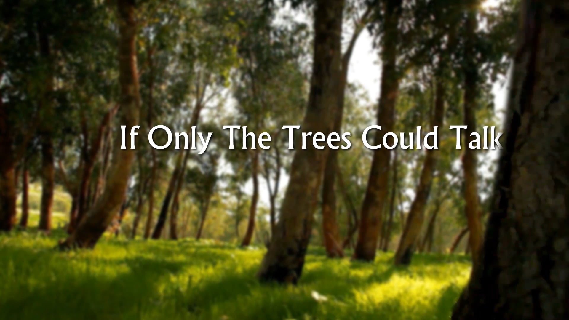 If Only The Trees Could Talk - Documentary Teaser on Vimeo
