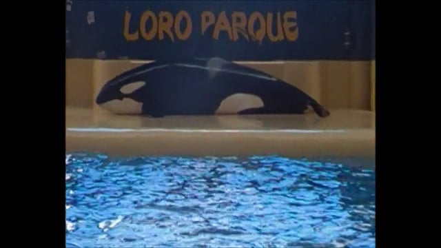 Loro Parque: Orca Morgan sorgt erneut für Aufregung