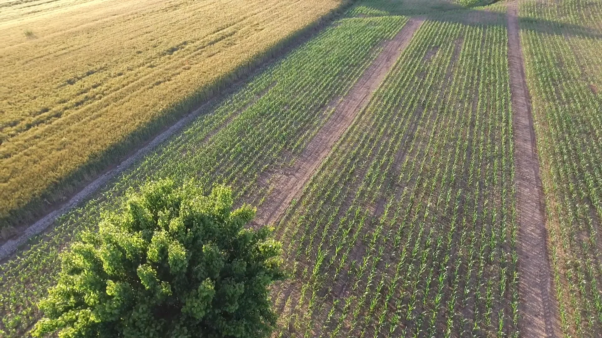 Tree on Vimeo