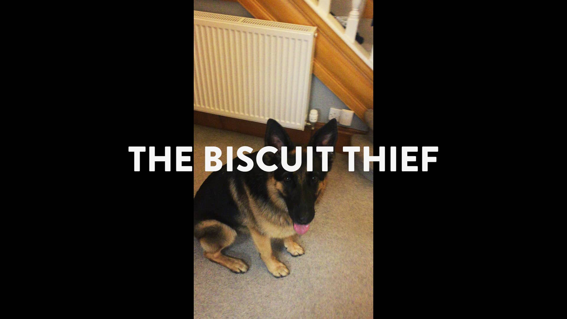 The Biscuit Thief on Vimeo