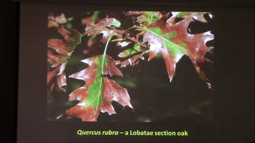 Guy Sternberg - Managing Oak Wilt on Vimeo