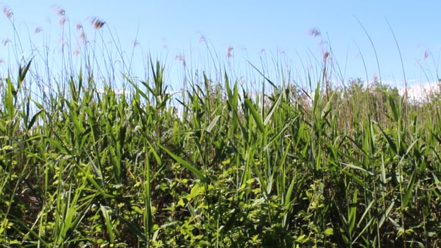 Reeds Pond Aquatic Plants - Free video on Pixabay