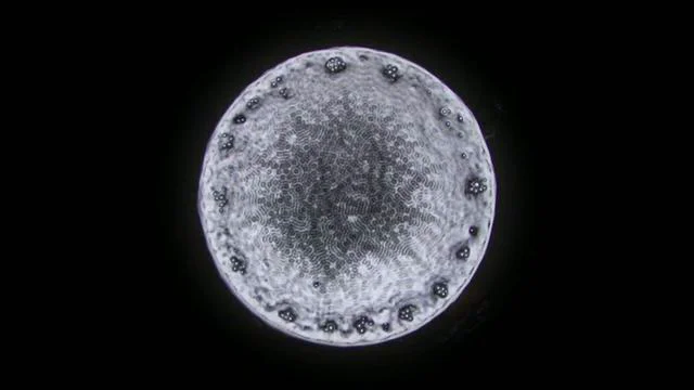 Awakening ... Native American Church Healing Chant Cymatic on Vimeo