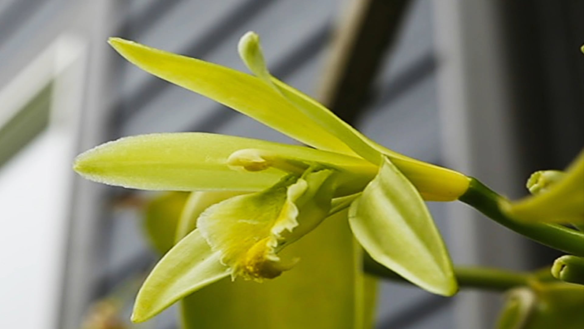 Pollinating the Vanilla Flower on Vimeo