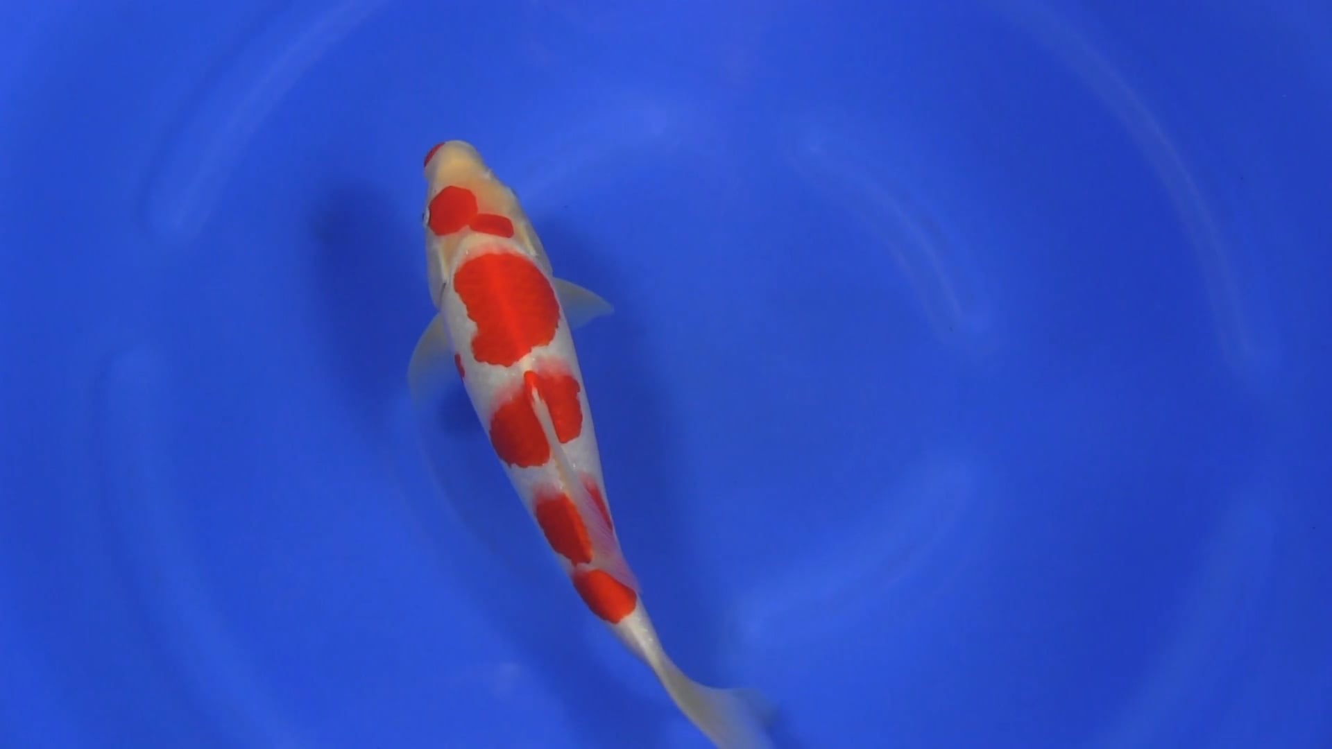 marudo kohaku 37cm tosai on Vimeo