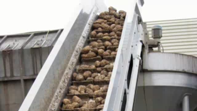Why import potato starch? — Science Learning Hub