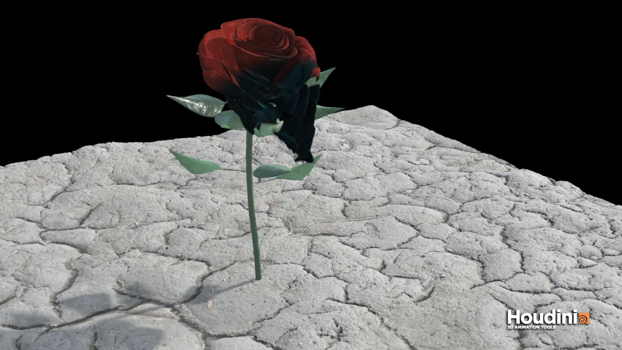 Houdini Rose animation test v002