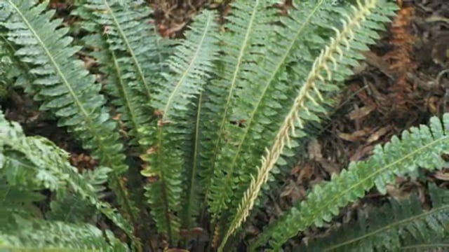 DIY fern classification — Science Learning Hub