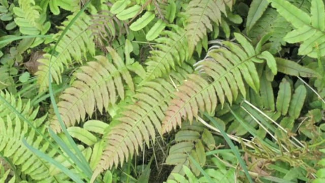 Classifying ferns — Science Learning Hub