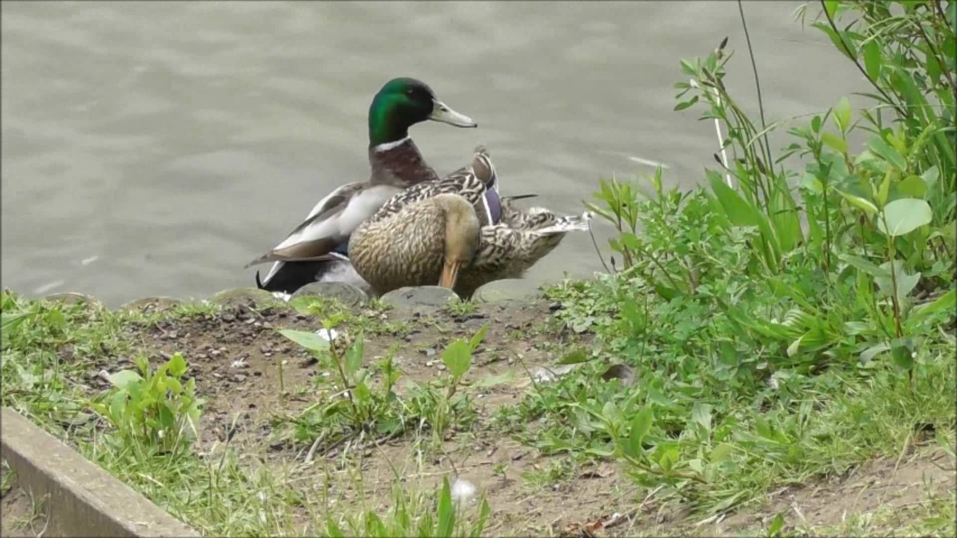 Balderton Lake, Balderton on Vimeo