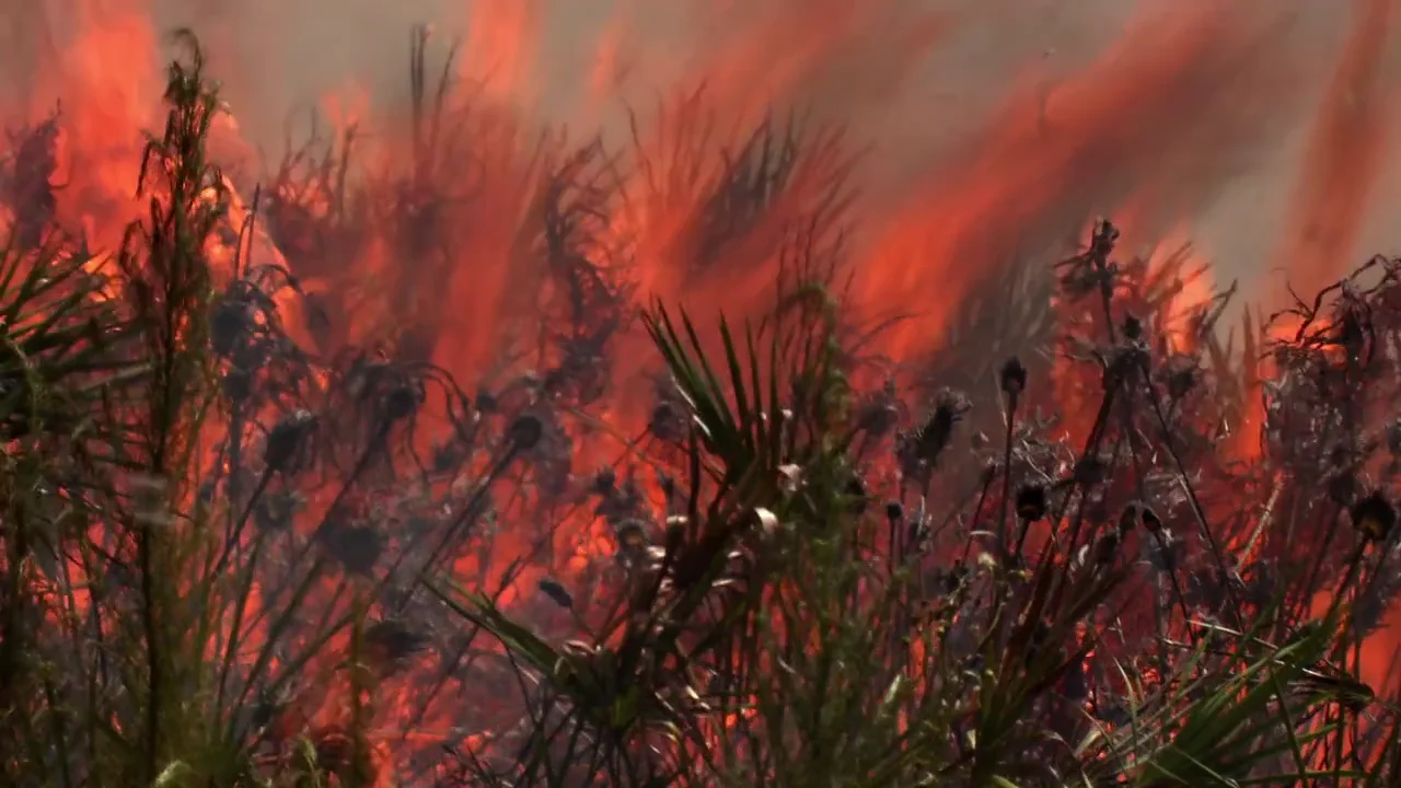 Fighting Fire with Fire: Can Fire Positively Impact an Ecosystem?