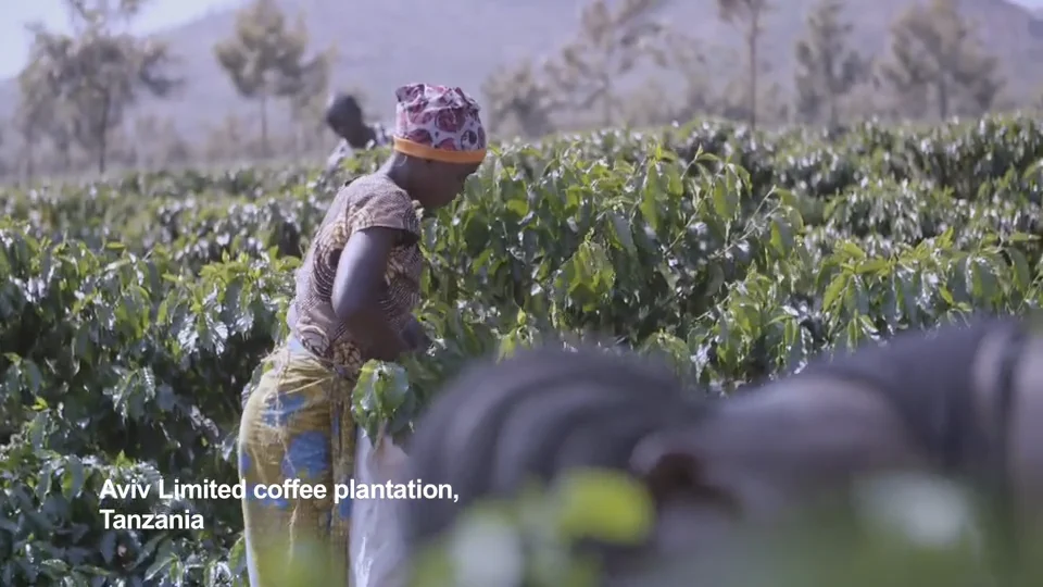 Olam Coffee East Africa - Farmers First on Vimeo