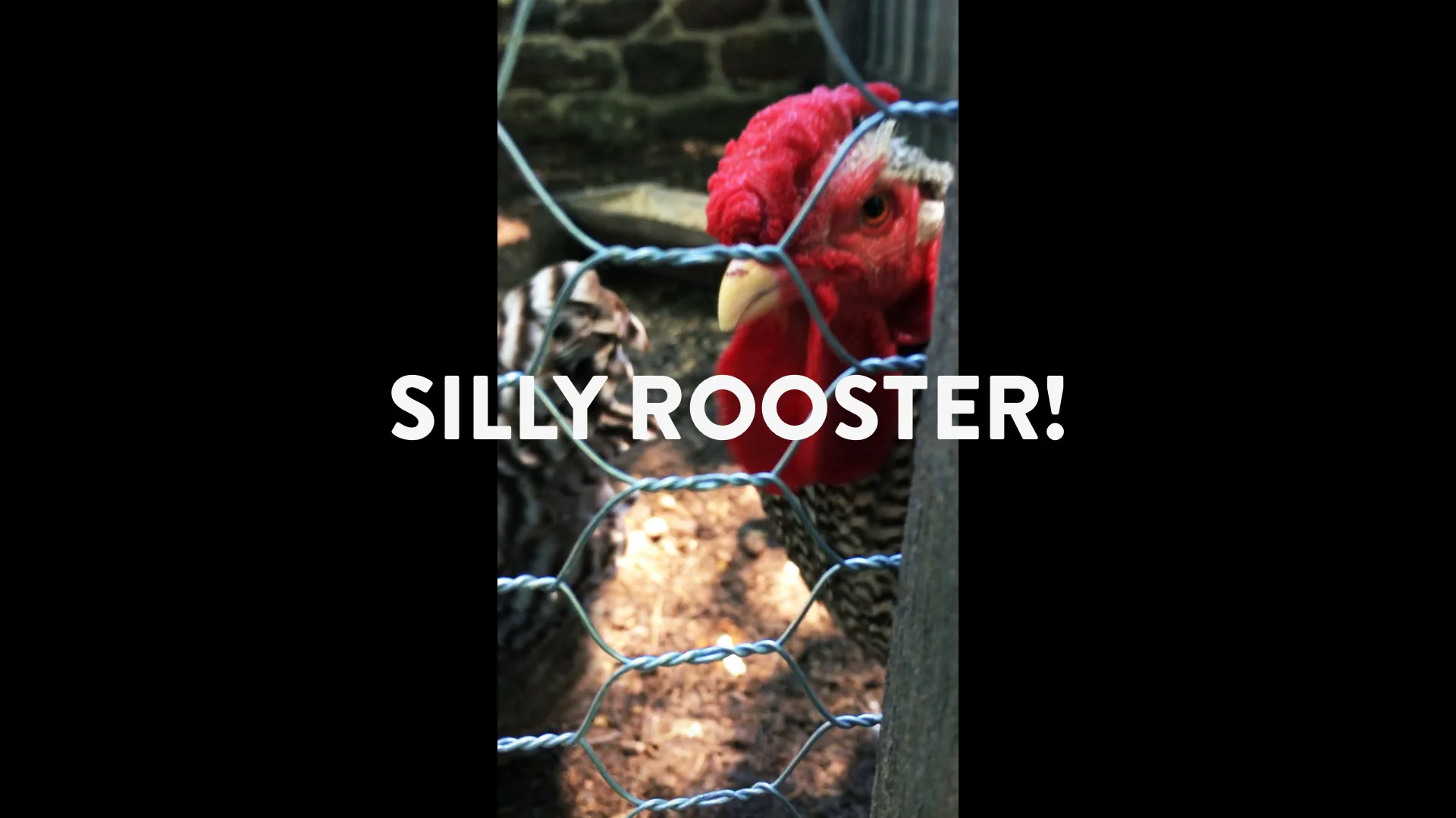 Silly Rooster! on Vimeo