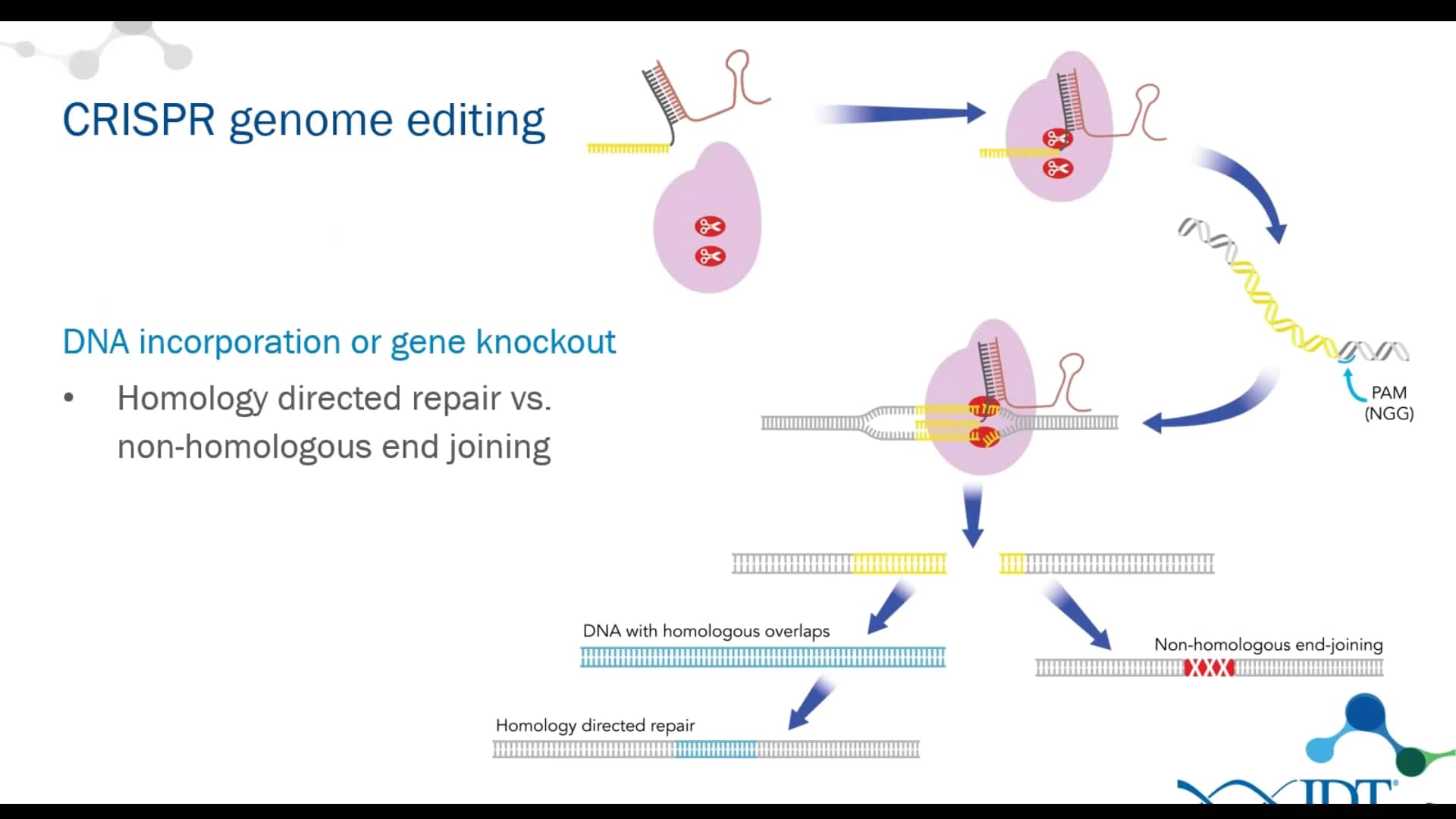 How to improve your CRISPR experiments on Vimeo