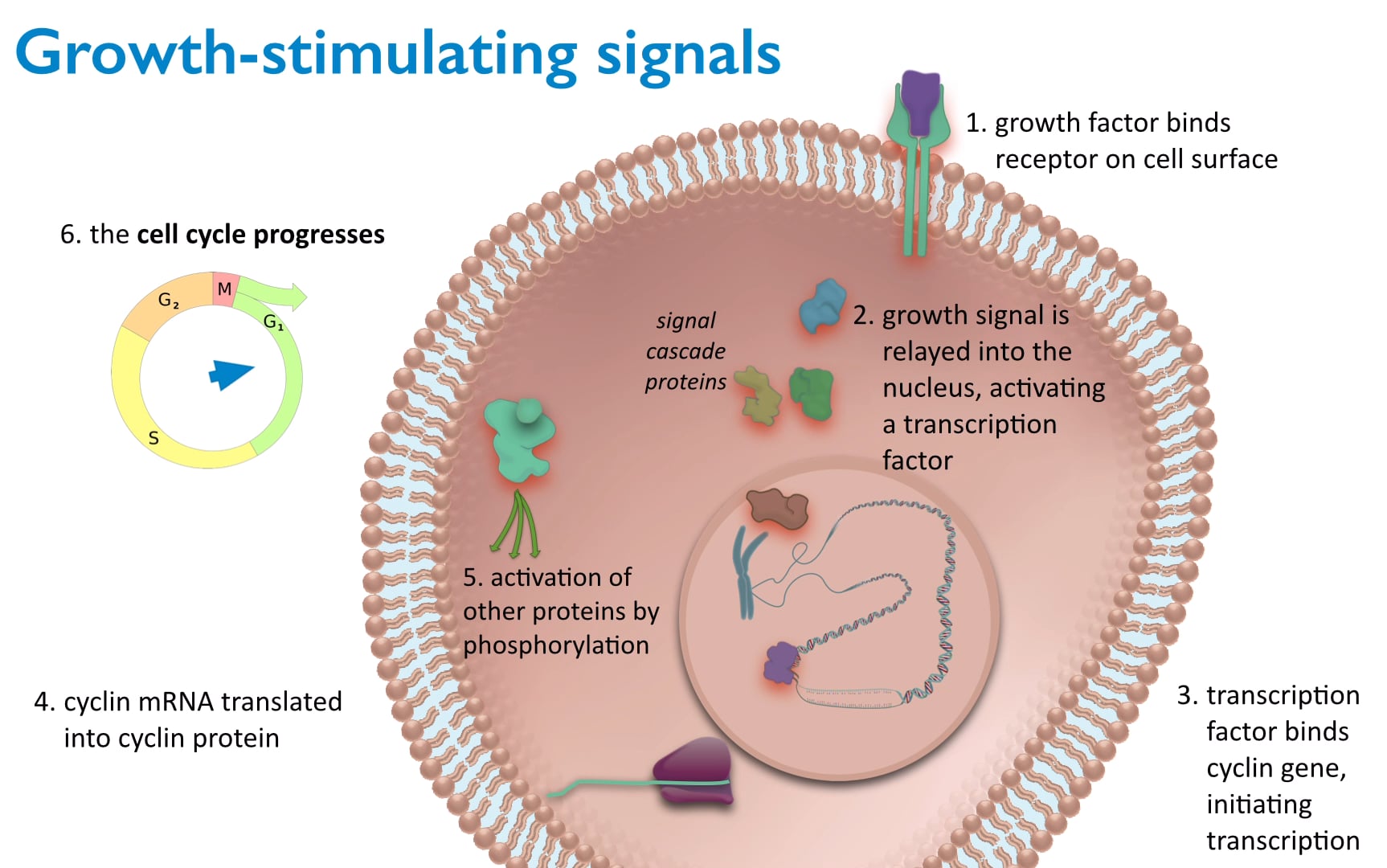 Cell Cycle Regulation: Growth Factors on Vimeo