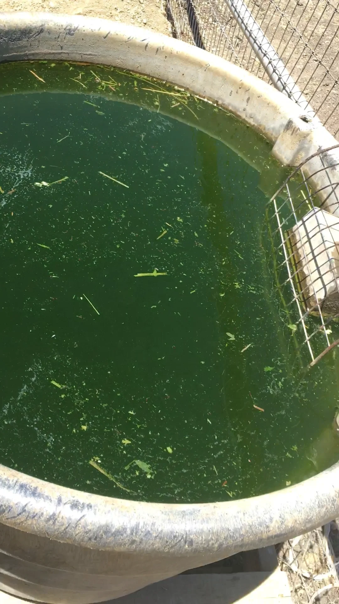 Water trough in bad shape. Fish needed ASAP. on Vimeo