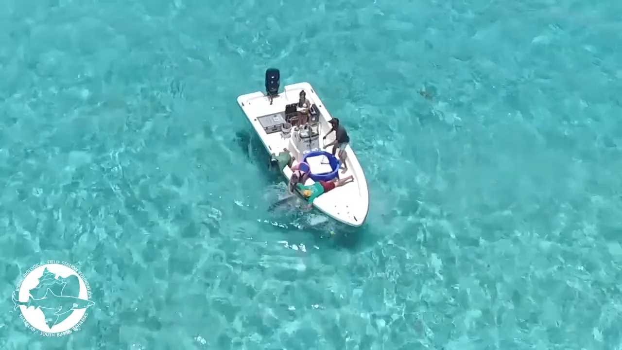 Tagging Tiger Sharks at Bimini Sharklab by Matt Smukall on Vimeo