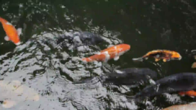 Goldfish Videos: Download 16+ Free 4K & HD Stock Footage Clips - Pixabay