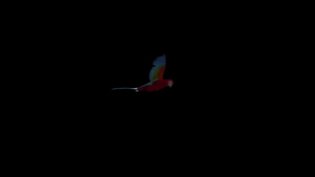 Perroquet Oiseau En Volant - Free video on Pixabay