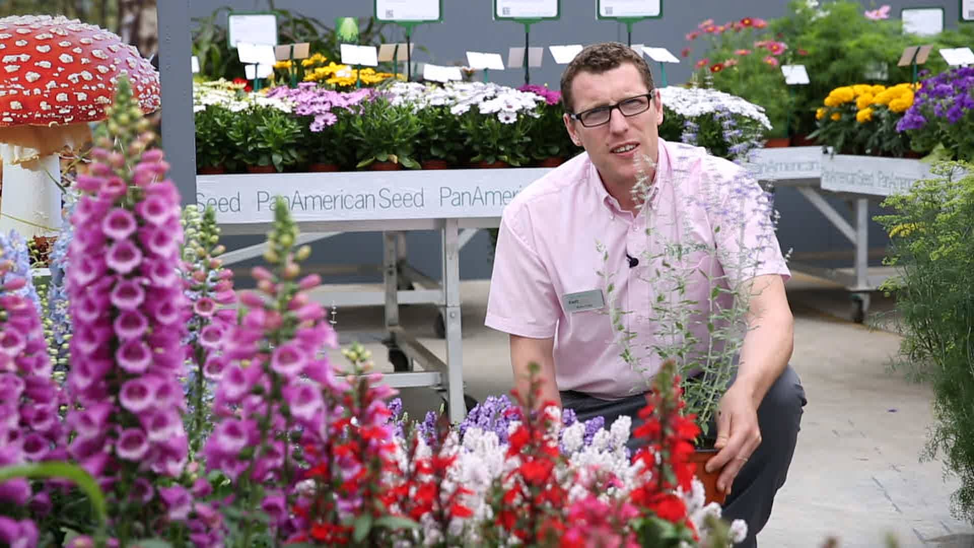 FT2016-Pan American Seed & Kieft Seed on Vimeo