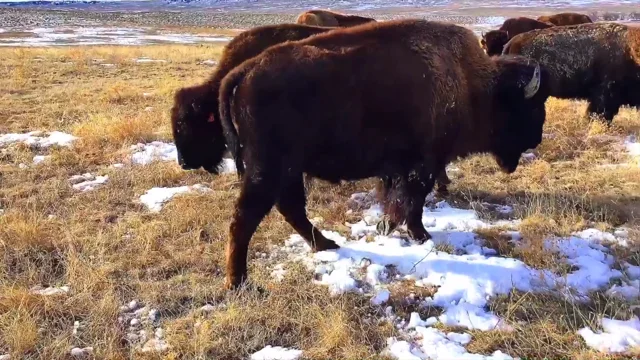 Bison Meat In Colorado