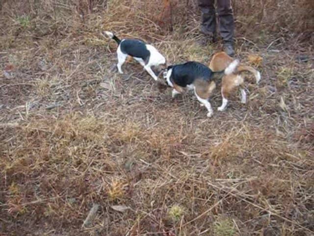 Beagles Hunting on Vimeo