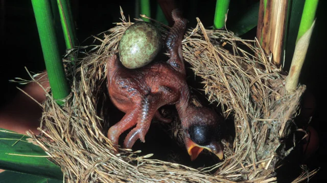 Cuckoo Bird Baby