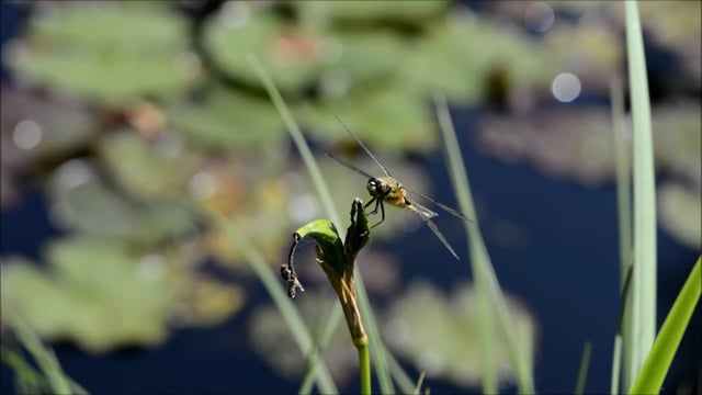 Flying Insects Videos: Download 171+ Free 4K & HD Stock Footage Clips ...