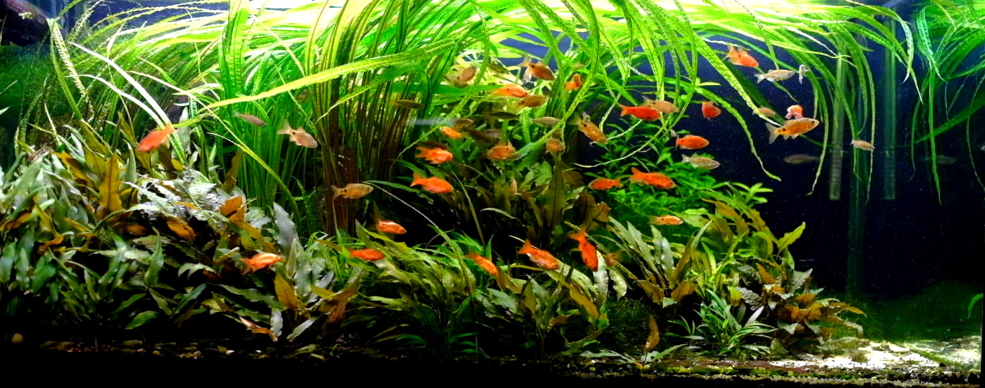 The Lazy Asian Biotope Pt10 on Vimeo