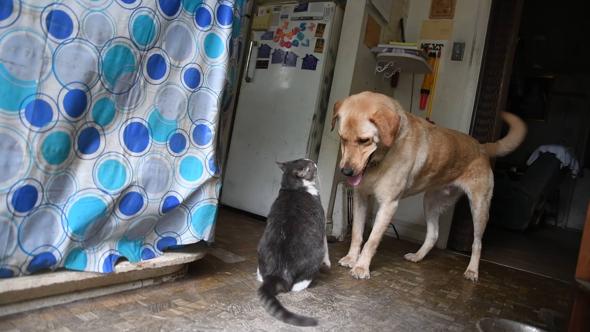 Cat Surprise Attacks Dog, Gets Body-Slammed on Vimeo