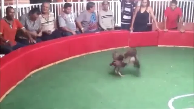 Gallo Rubio (Alex) vs Bolo Rubio, 2013 on Vimeo