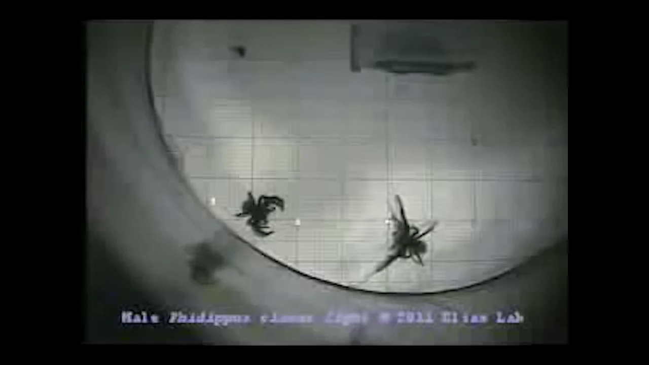 Drumming Spiders - Spider Fight! Male vs Male on Vimeo