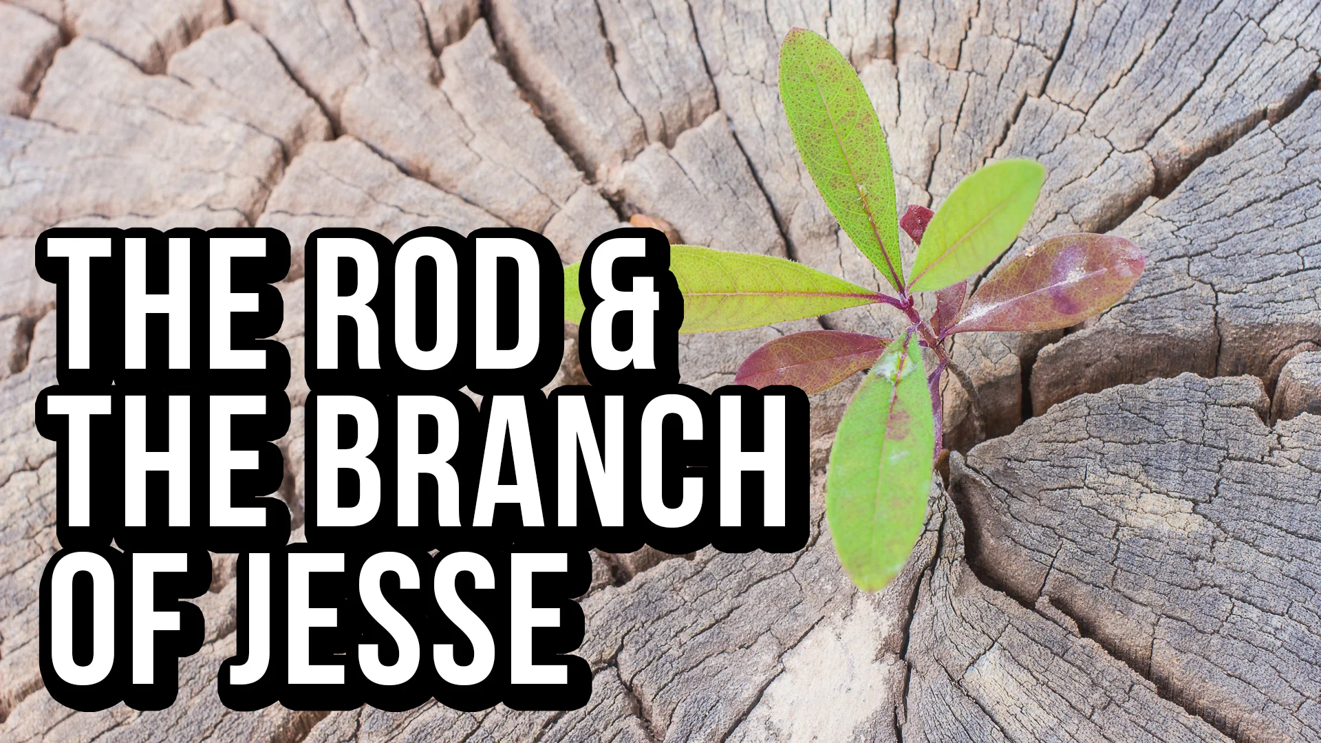 The Rod and The Branch of Jesse on Vimeo