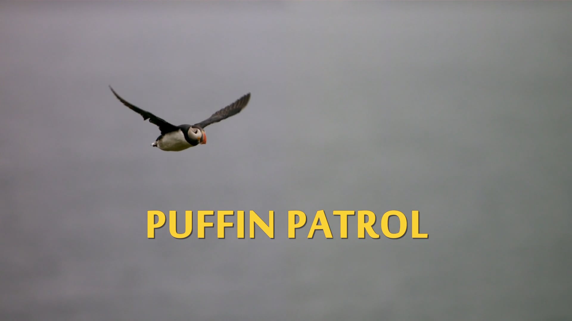 Puffin Patrol CBC The Nature of Things on Vimeo