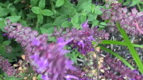 Videos about “natalee” on Vimeo
