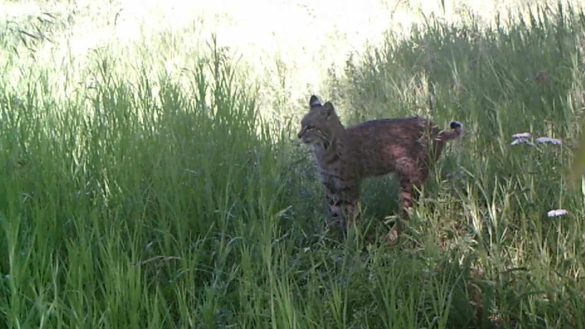 A Canidae and a Felidae on Vimeo