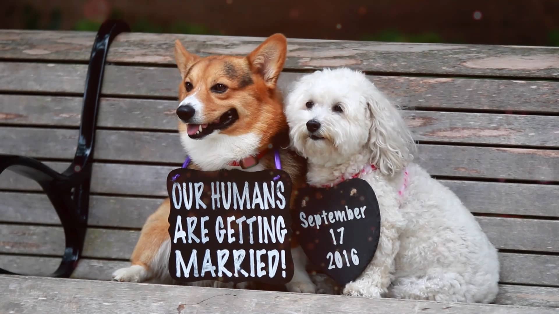 SAVE THE DATE~MARY & SAM on Vimeo